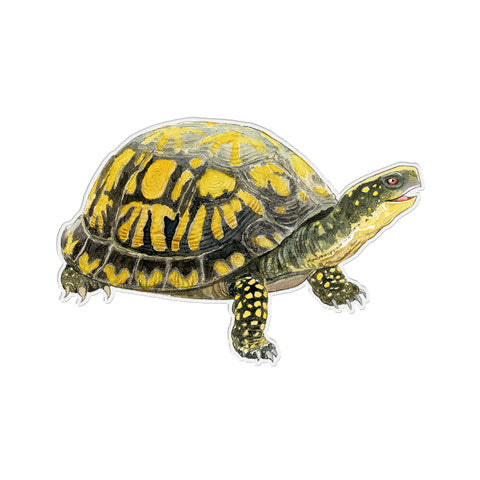 Box Turtle - Vinyl Sticker – Felix Doolittle Marketplace